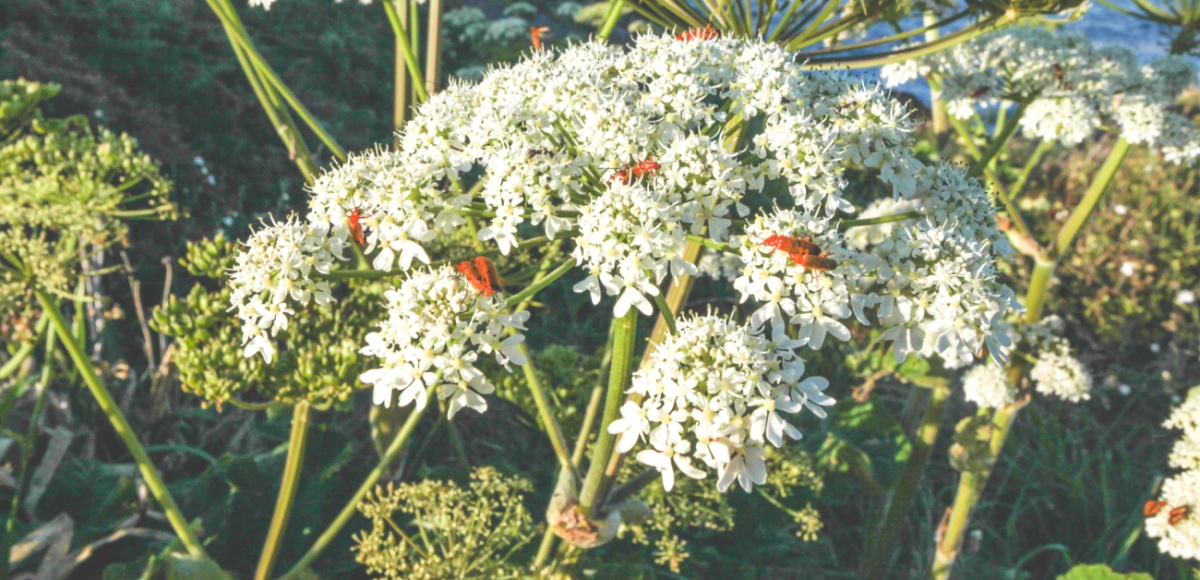 Poisonous white flower store